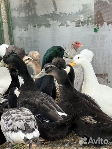 Утки Хохлатые