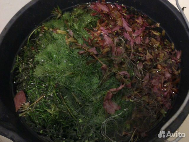 Ведро прополки