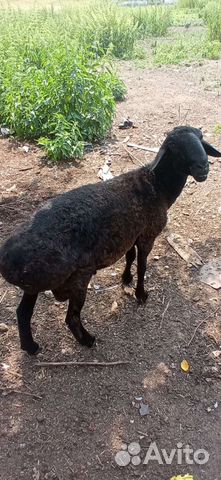 Овцы ягнята бараны