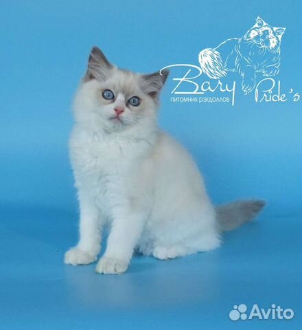 Девочка рэгдолл