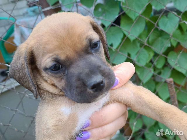 Собака в добрые руки отдам бесплатно