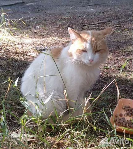 Котик
