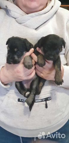 Отдаю щенят помесь с цвергшнауцер