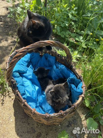 Кошки и три котенка ищут дом