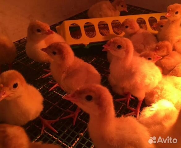 Индюшата суточные и подрощенные