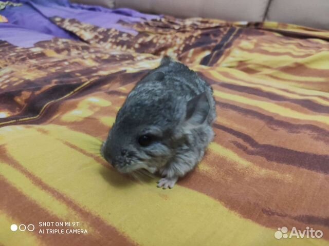 Продам шиншилу