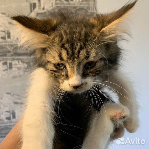 Выкинули котят - нужен дом котятам