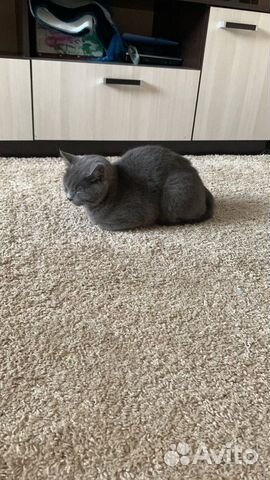 Кошка британка