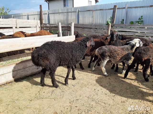 Курдючные бараны