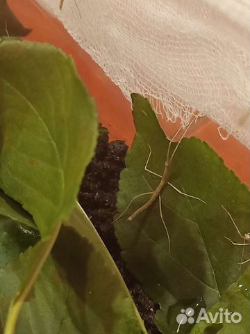 Палочники аннамские