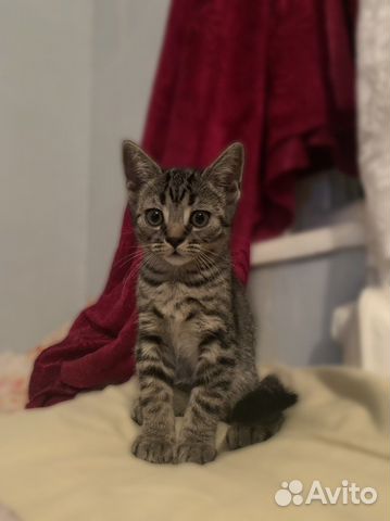 Отдаю котят микс Девон рекс и Калиф. сияющая