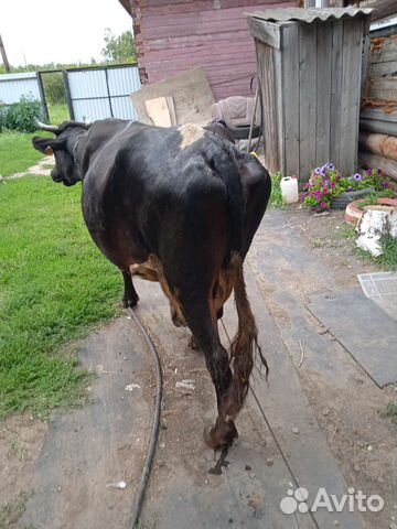 Корова хорошая дойная