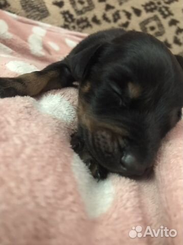 Щенки добермана