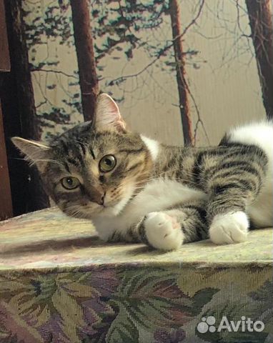 Котик Боряша в дар
