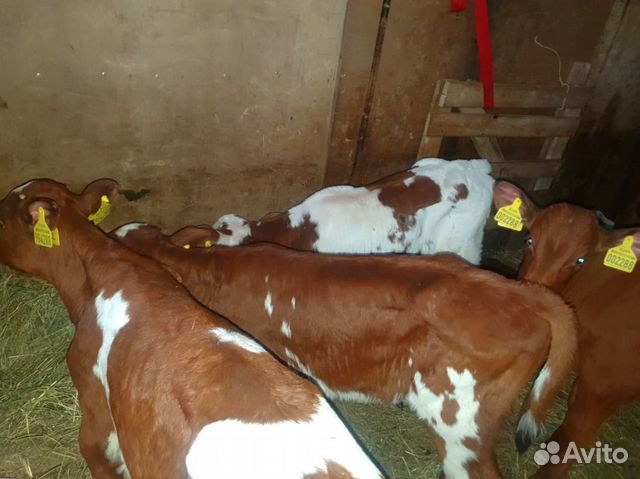 Телята телочки бычки доставка