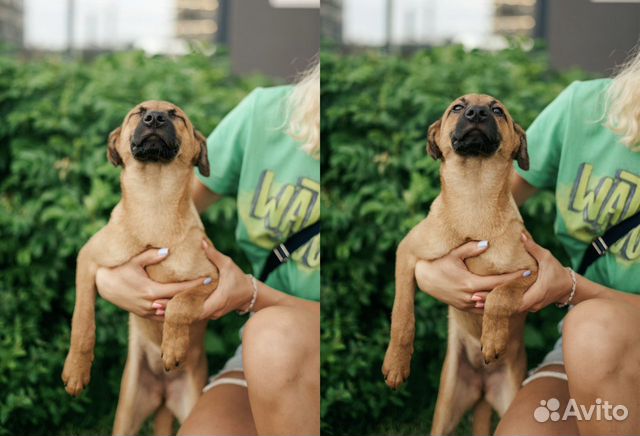 Ласковая щенуля ищет семью