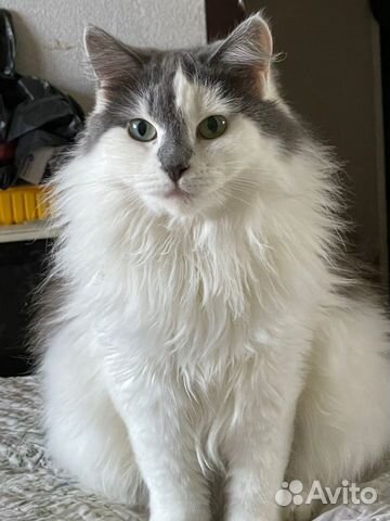 Турецкий ван Фея в добрые руки