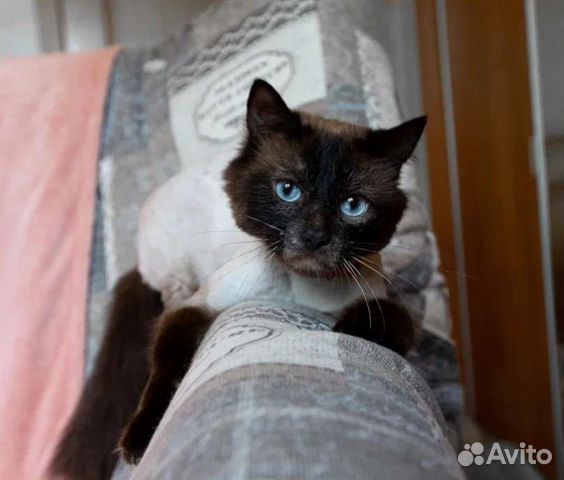 Шикарный тайский котофей в дар