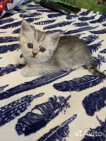 Шотланский котенок