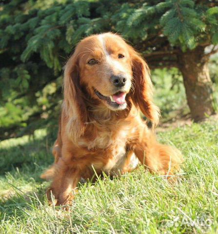 Пёсика -спаниеля изувечили дети. Ищем добрые руки