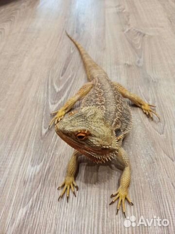 Бородатая агама с террариумом