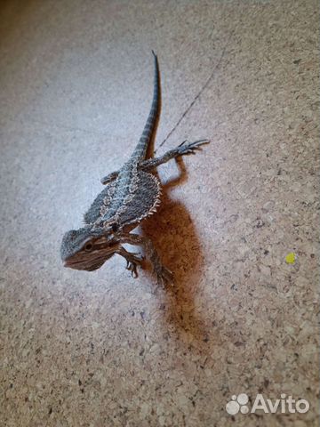 Ящерица агама