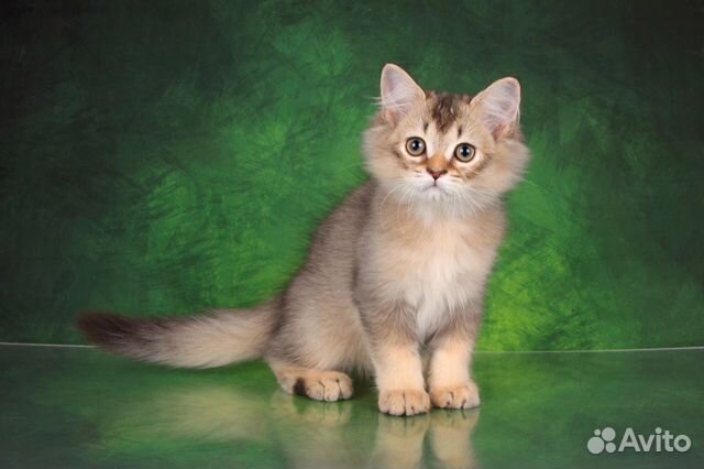 Шотландский прямоухий котик