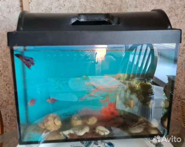 Бронь.Аквариум с рыбками бесплатно