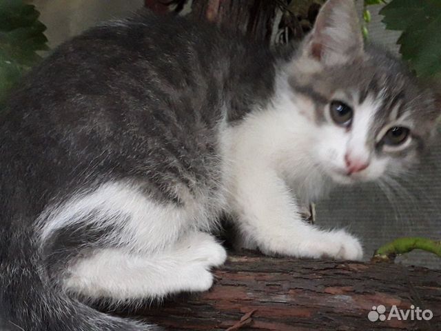 Отдам в хорошие руки котенка