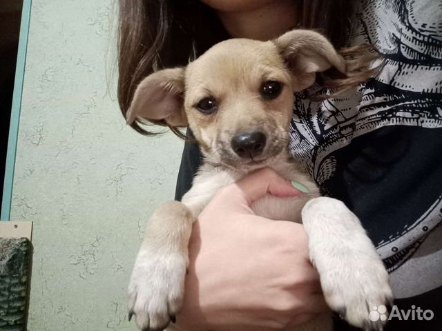 Собака в добрые руки щенок