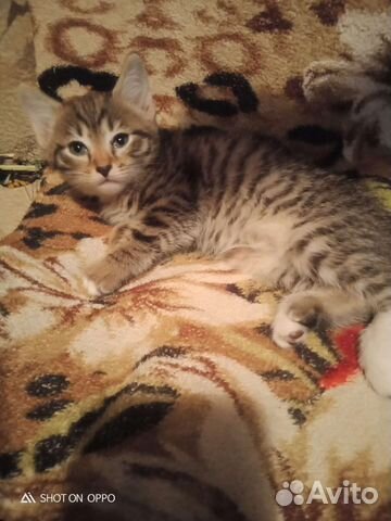 Котята крысыловы