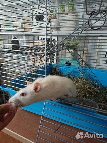 Крыса с клеткой