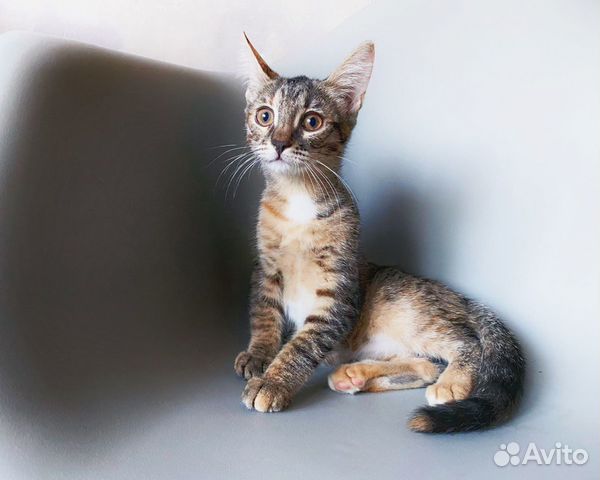 Котёнка ищет дом