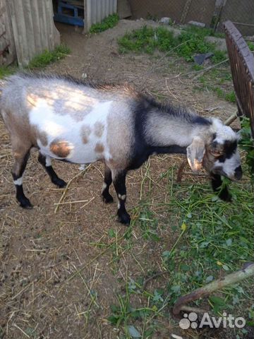 Козёл на племя