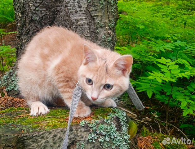 Кошки бесплатно