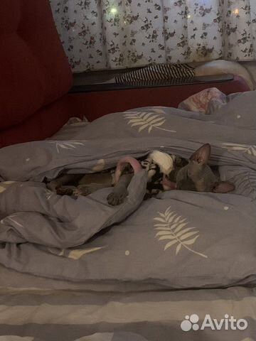 Канадский сфинкс кошка 2 года