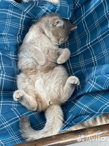 Ищем британского кота для вязки