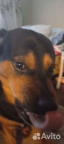 Троянская Такса