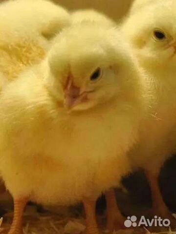 Цыплята бройлера (суточные)