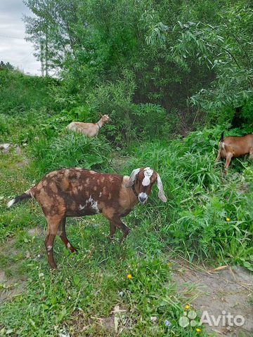 Дойные нубийские козы