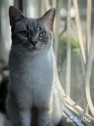 Котик Майк