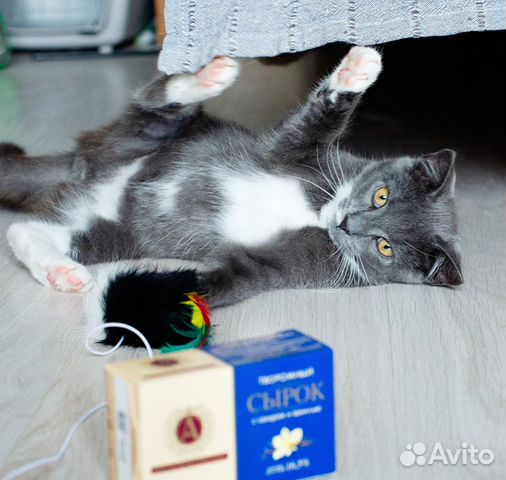 Котёнок Сырок в любящий дом