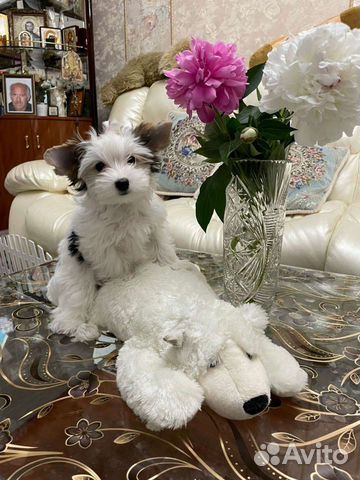 Щенки бивер йорка