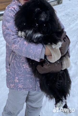 Вязка пекинес