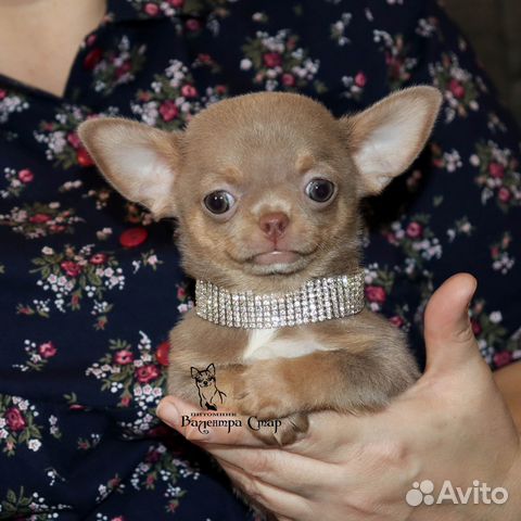 Люкс.Лиловый мини чихуахуа 2 мес.с видео