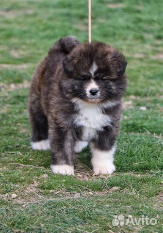 Тигровая длинношерстная Акита ину