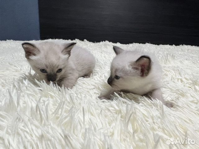 Котята меконгского бобтейла