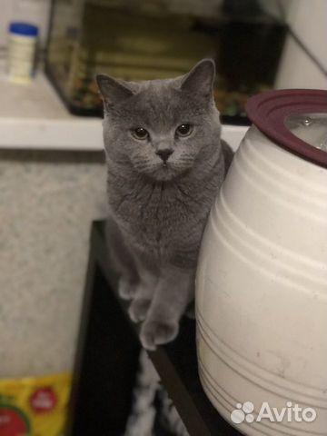 Шотландская кошка