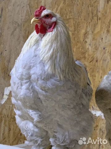 Инкубационное яйцо кур породы Брама Извбелла