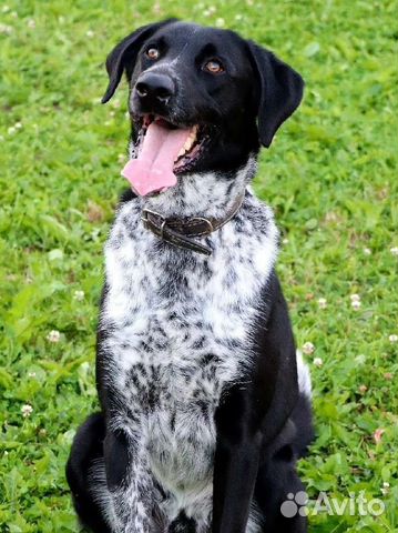 Чудесный парень ищет дом